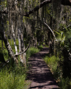 Stroll the Louisiana Swamps - Visit the Barataria Preserve Now! - Say Sarah